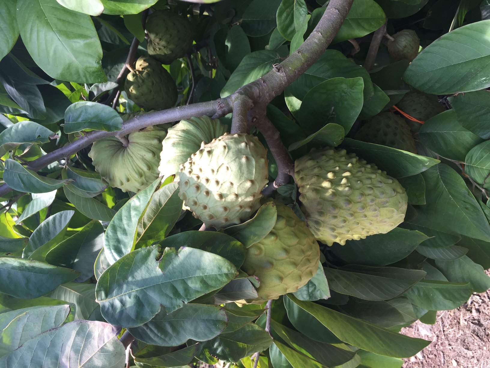 Centro Ceres se adjudica proyecto para revitalizar el cultivo del ...